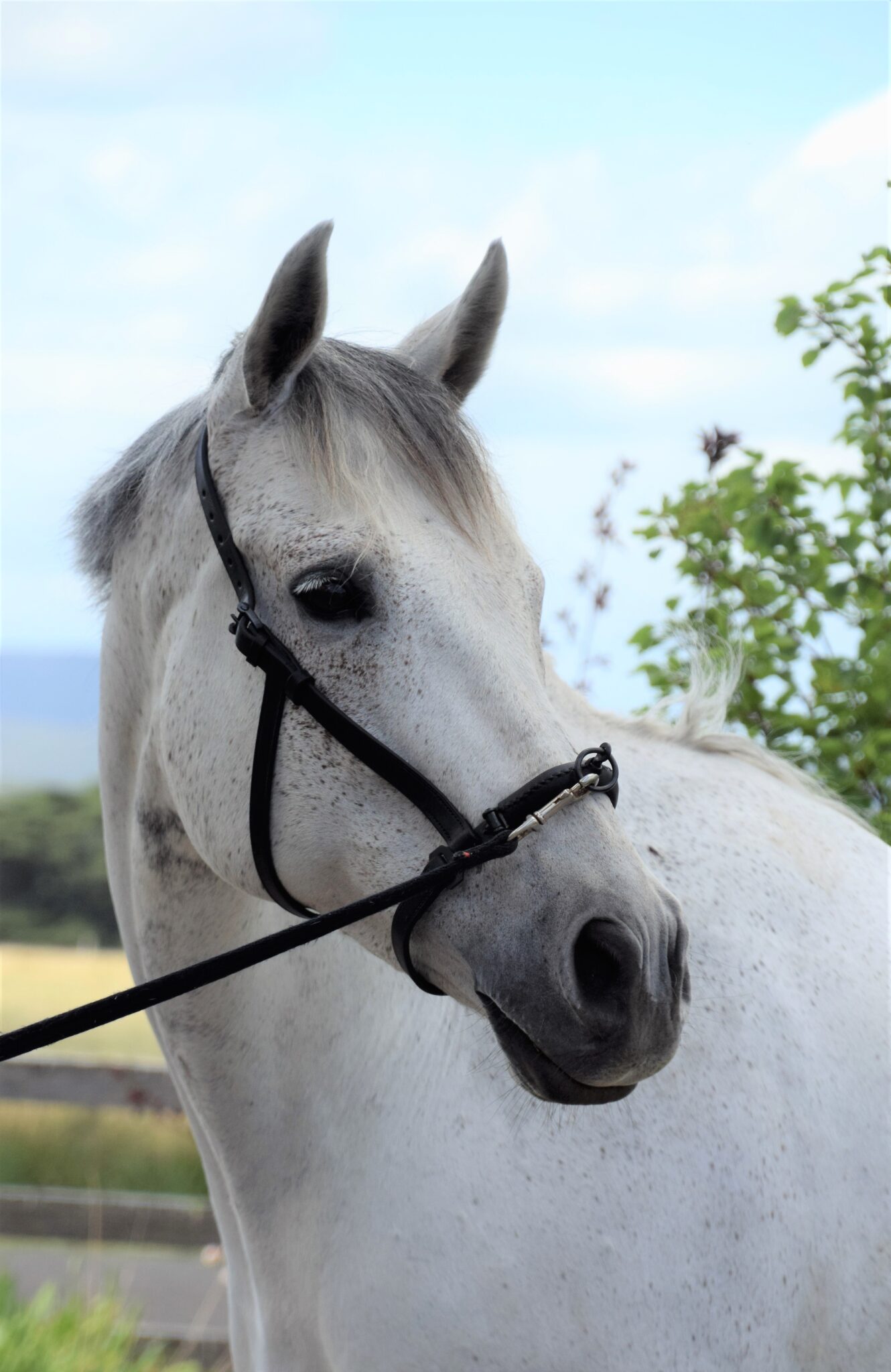 Spanish Lunge Cavesson - Southern Stars Saddlery